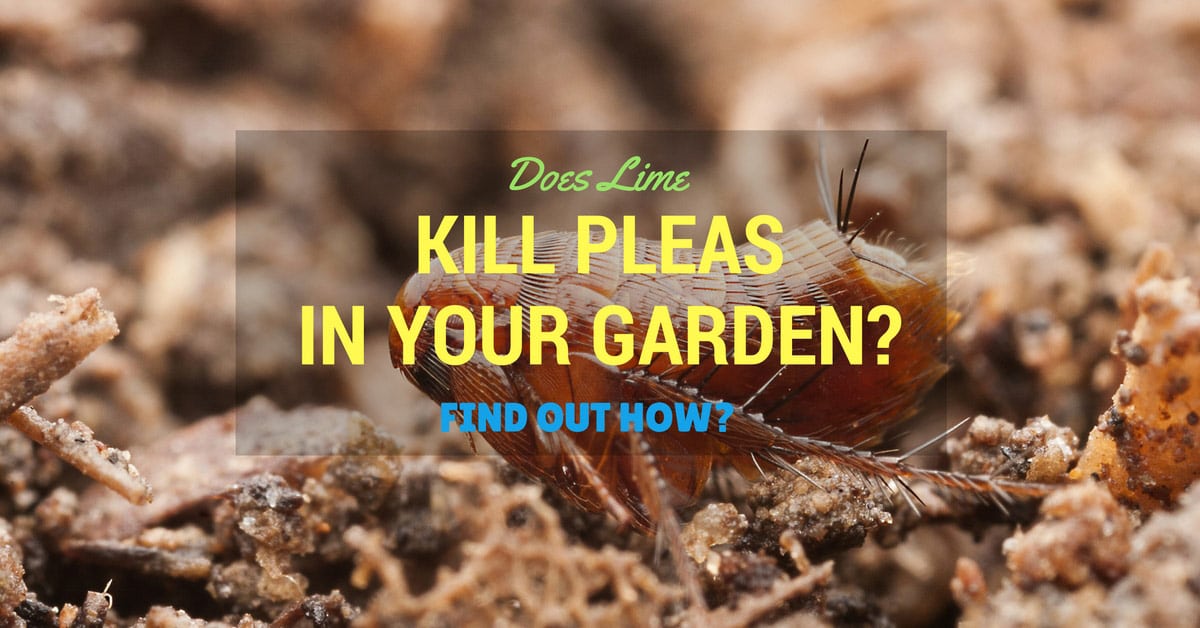 How Long Does Lime Take to Kill Fleas? A Comprehensive Guide - Fruit Faves