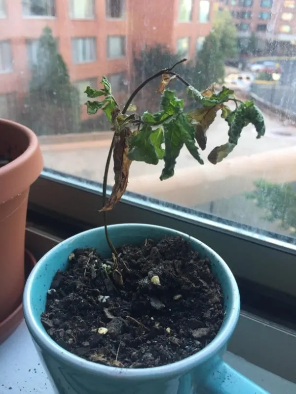 Why Is My Mint Plant Dying How To Deal With It 