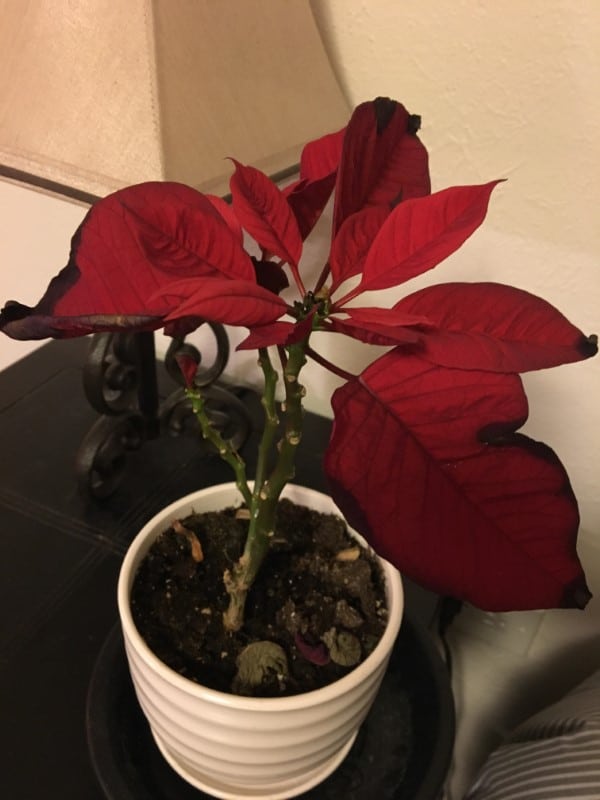 Why Are The Leaves Falling Off My Poinsettia 3 Reasons 