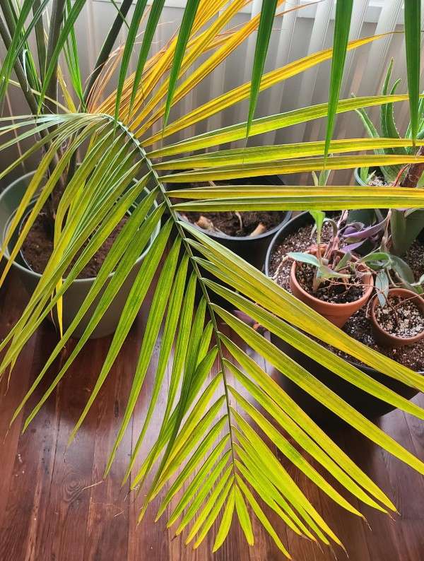 Why Is My Palm Tree Turning Yellow 6 Main Reasons why-is-my-palm-tree-turning-yellow-6-main-reasons